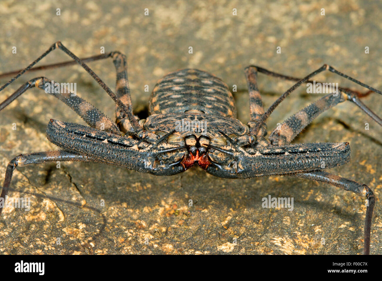 tailless whipscorpions (Amblypygi), portrait Stock Photo - Alamy