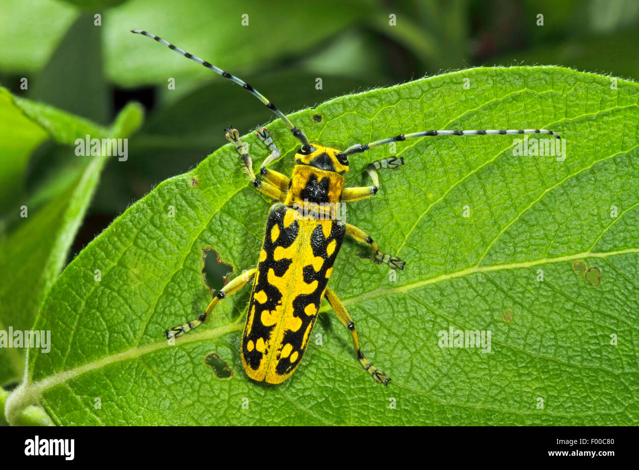 Scalar longhorn beetle (Saperda scalaris), on a leaf, Germany Stock ...