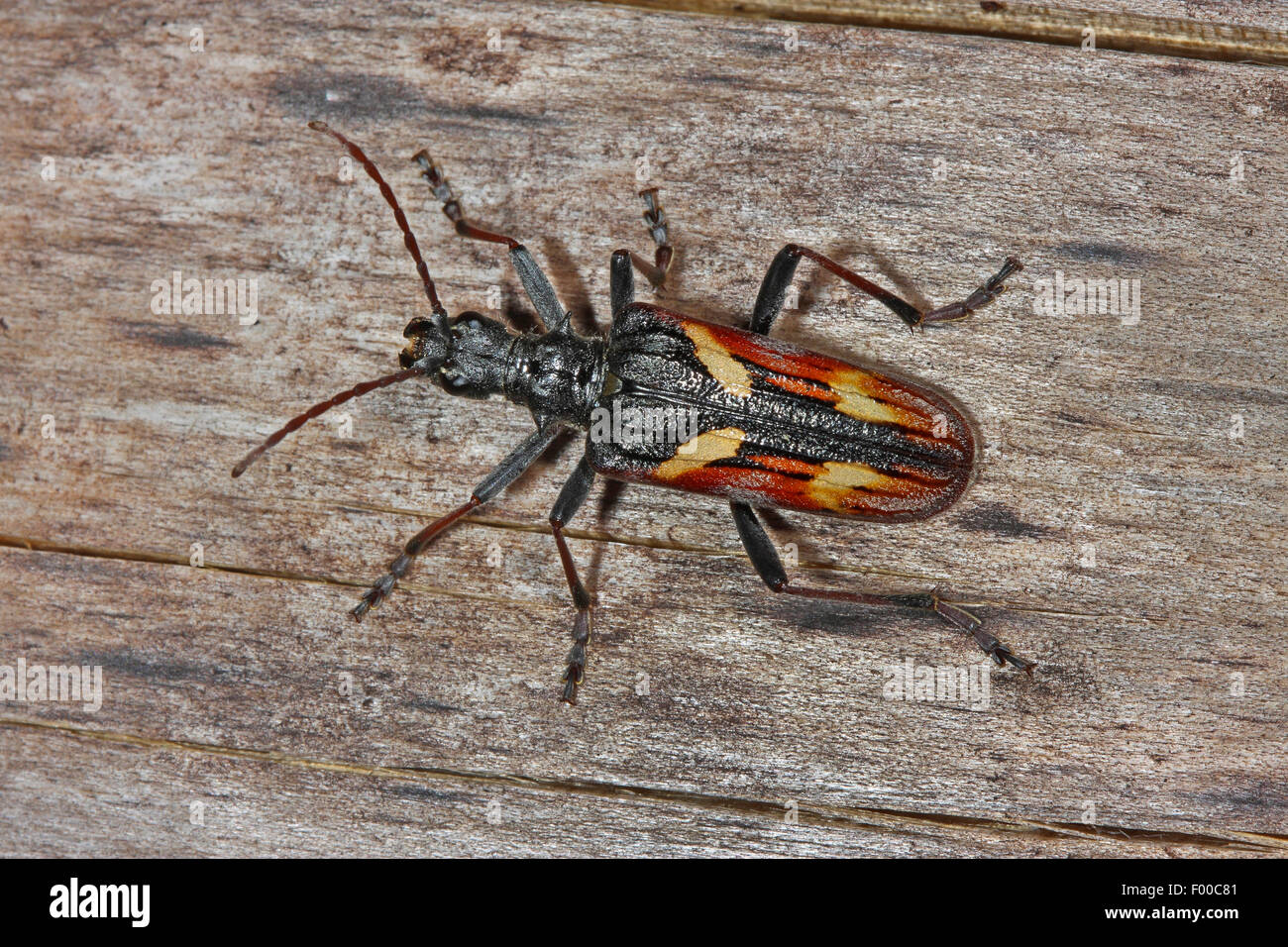 Two-banded longhorn beetle, Two banded longhorn beetle (Rhagium ...