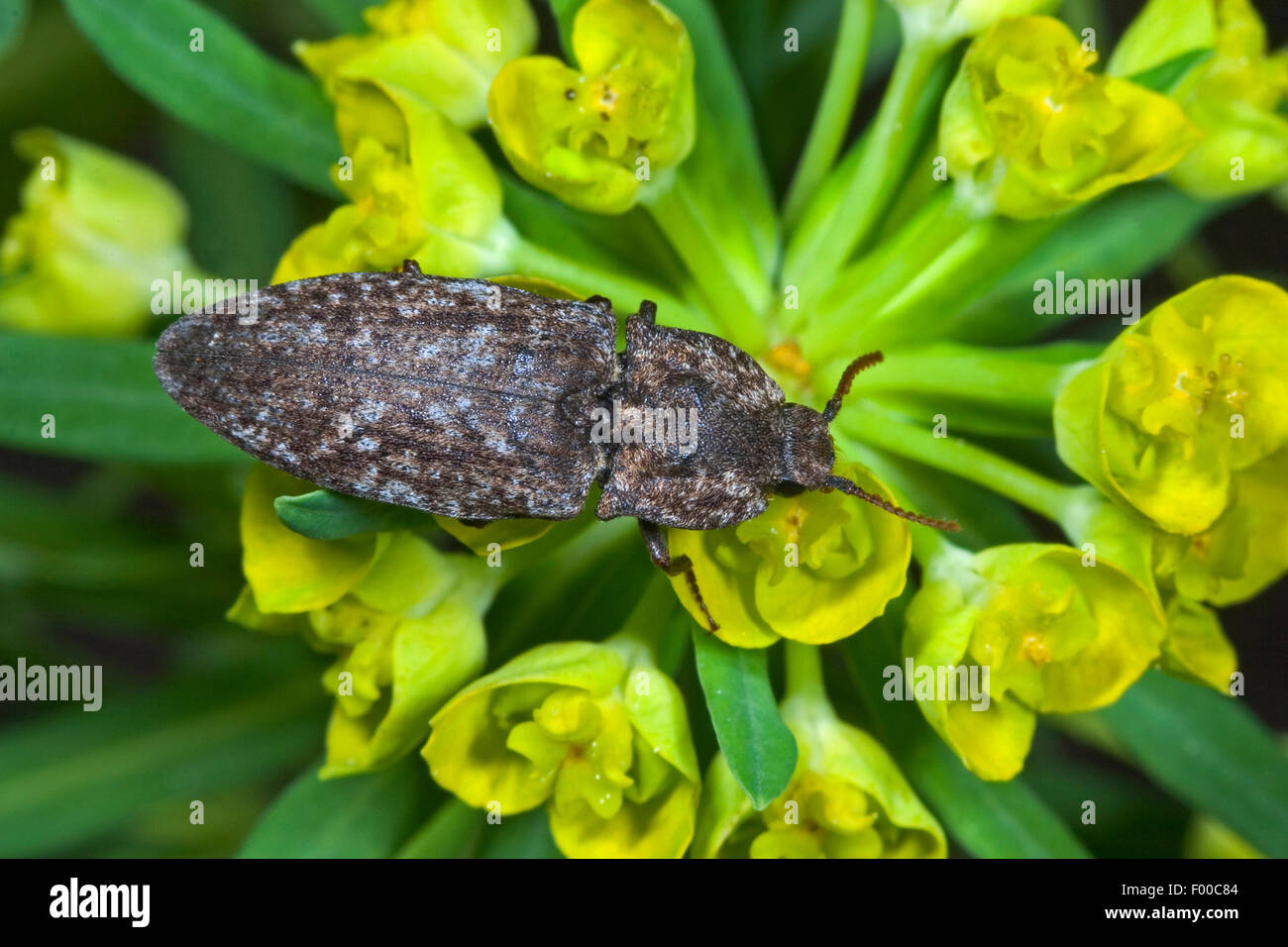 Click Beetle, Mousegrey Click Beetle (Adelocera murina, Agrypnus ...
