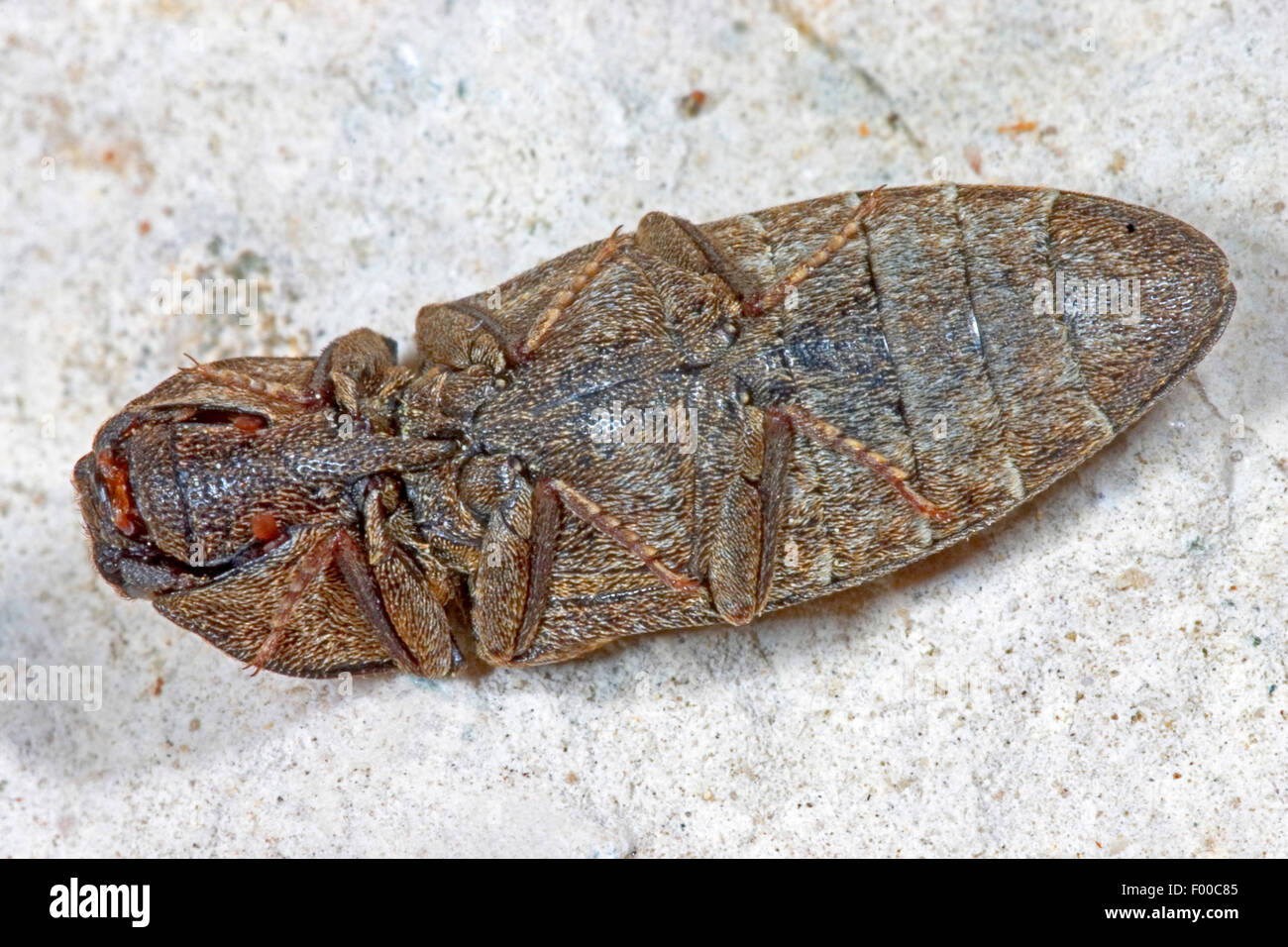 Click Beetle, Mousegrey Click Beetle (Adelocera murina, Agrypnus ...