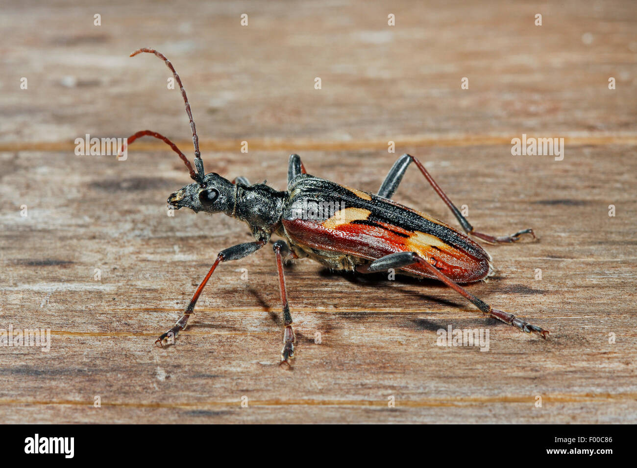 Two-banded longhorn beetle, Two banded longhorn beetle (Rhagium ...