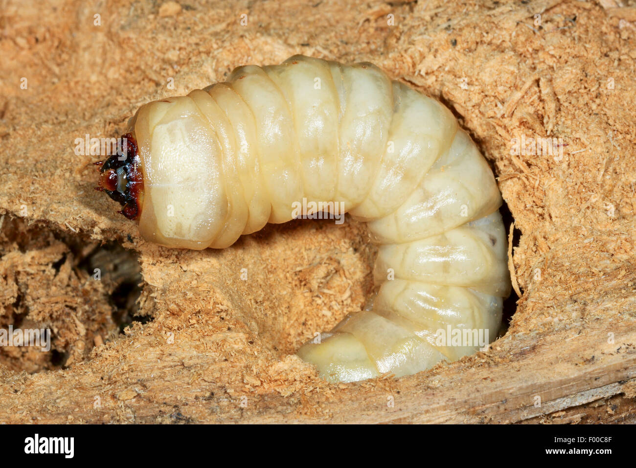 Carpenter longhorn (Ergates faber), larva, Germany Stock Photo - Alamy
