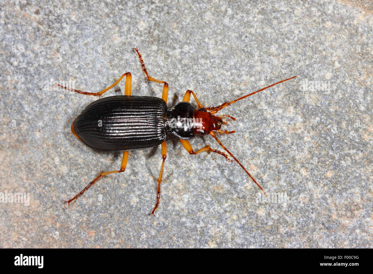 Nebria High Resolution Stock Photography and Images - Alamy