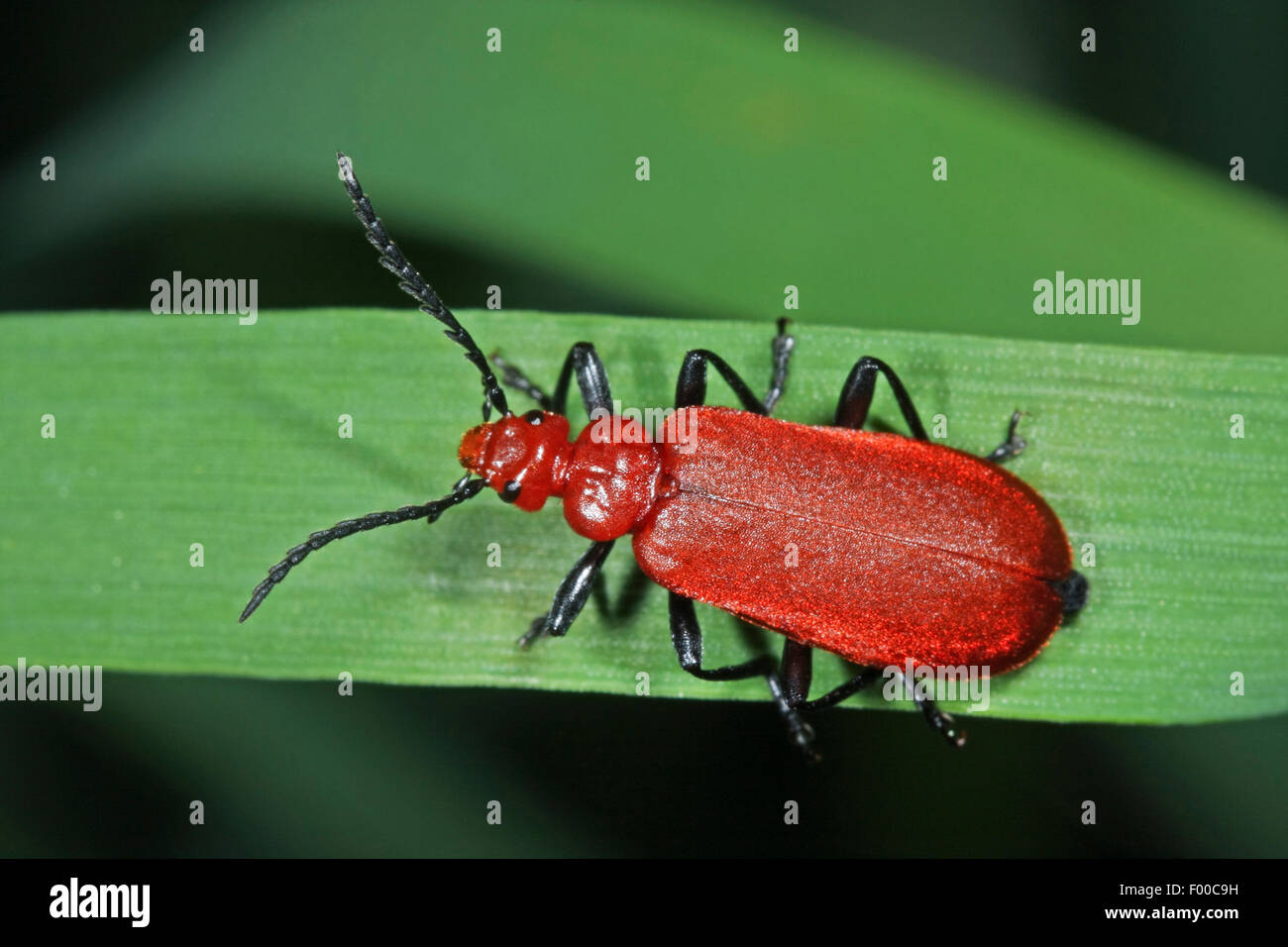 Cardinal Beetle, Cardinal Beetles, Red-headed cardinal beetle ...