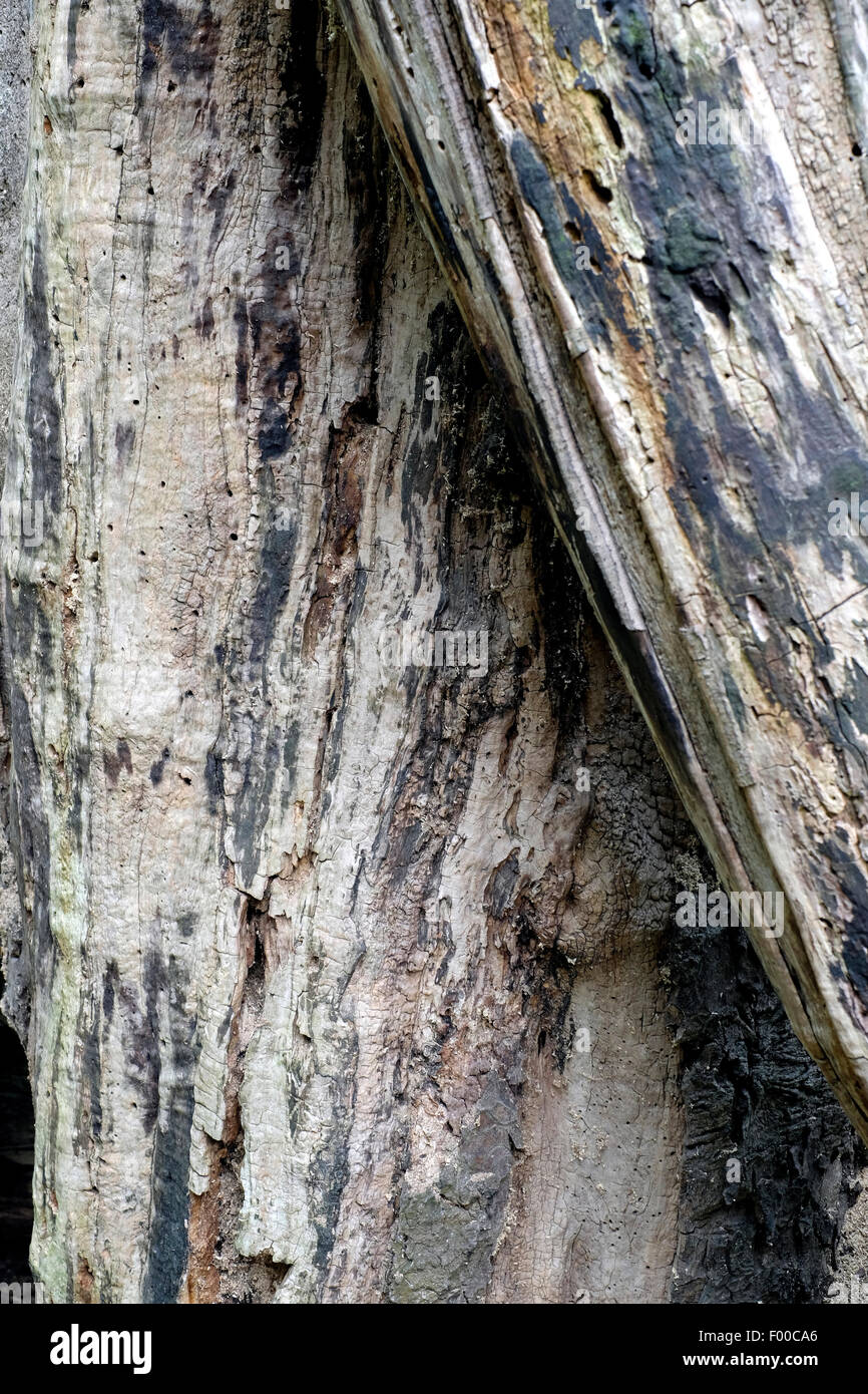 A close-up view of a dead tree Stock Photo - Alamy