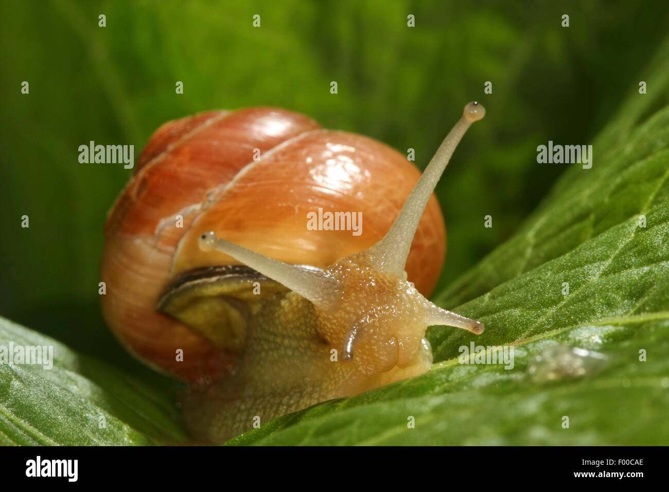 brown-lipped snail, grove snail, grovesnail, English garden snail ...