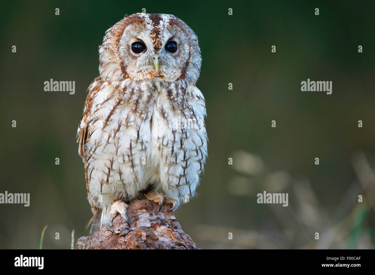 Tawny owl hi-res stock photography and images - Alamy