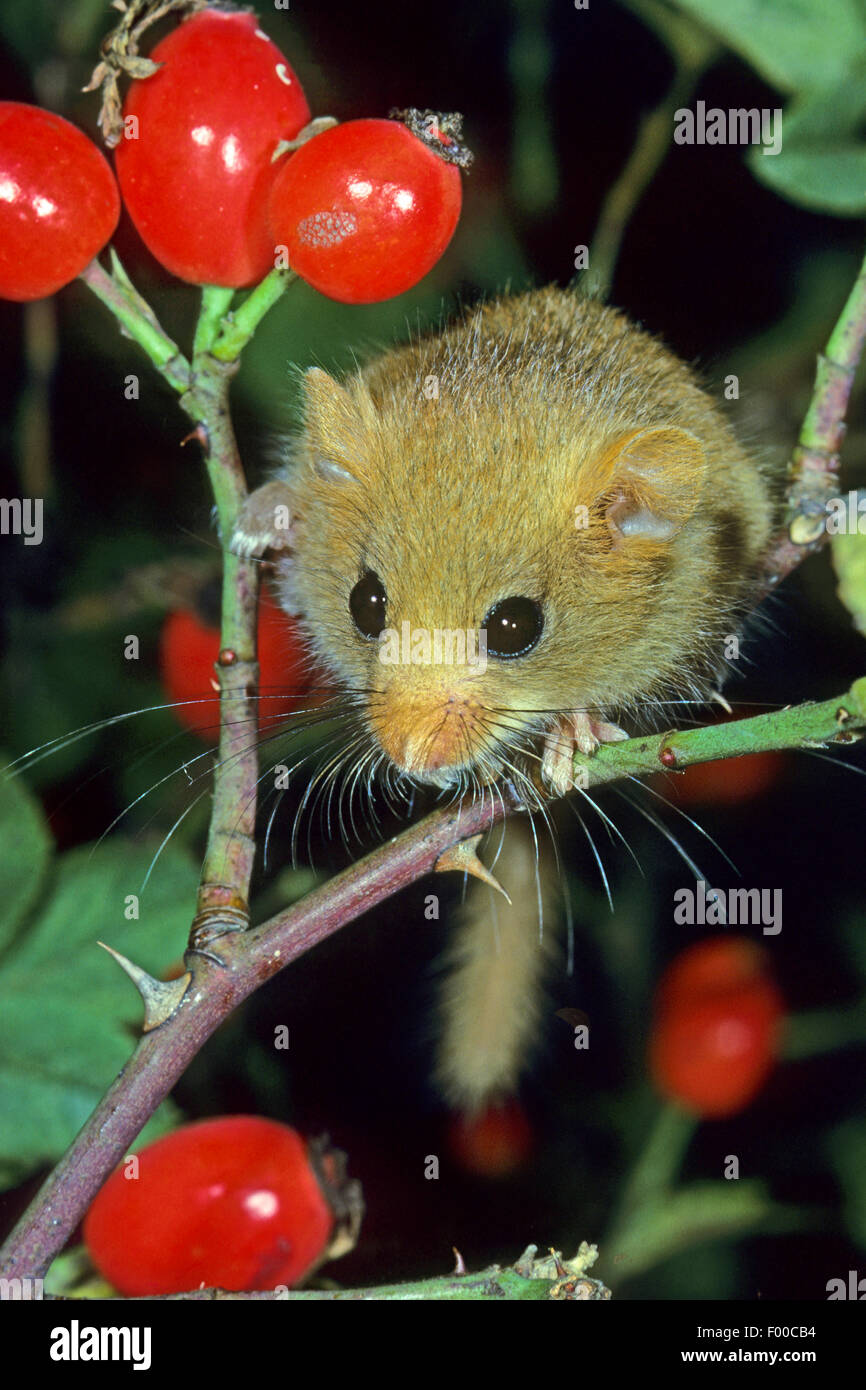 common dormouse, hazel dormouse (Muscardinus avellanarius), clims and ...