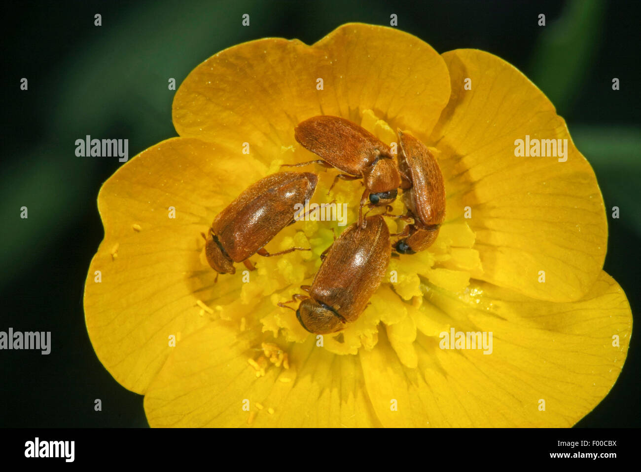 European raspberry fruitworm, Raspberry beetle (Byturus tomentosus ...