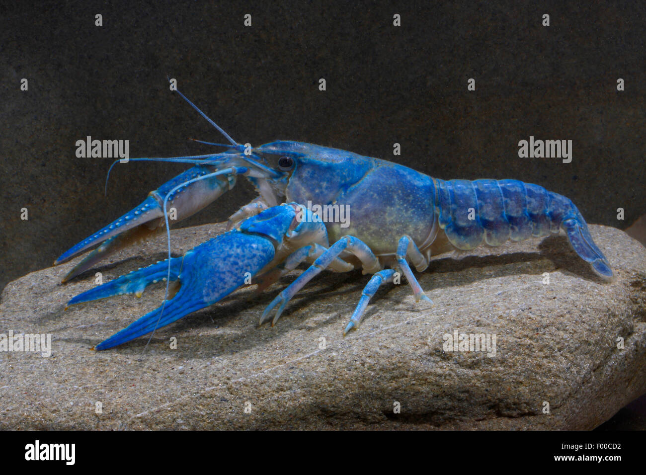 Blue Crayfish Stock Photos & Blue Crayfish Stock Images - Alamy