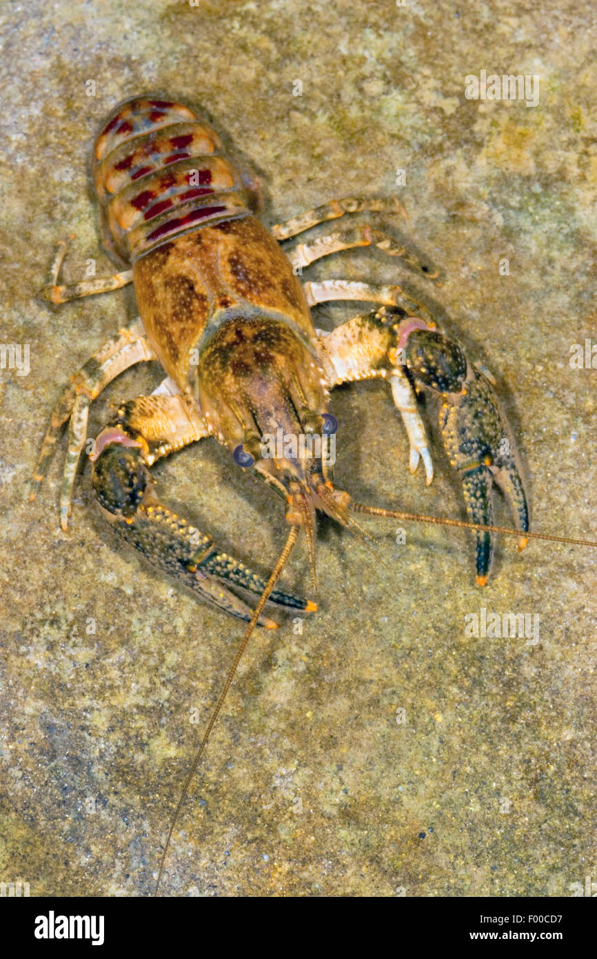 Spinycheek crayfish, American crayfish, American river crayfish ...