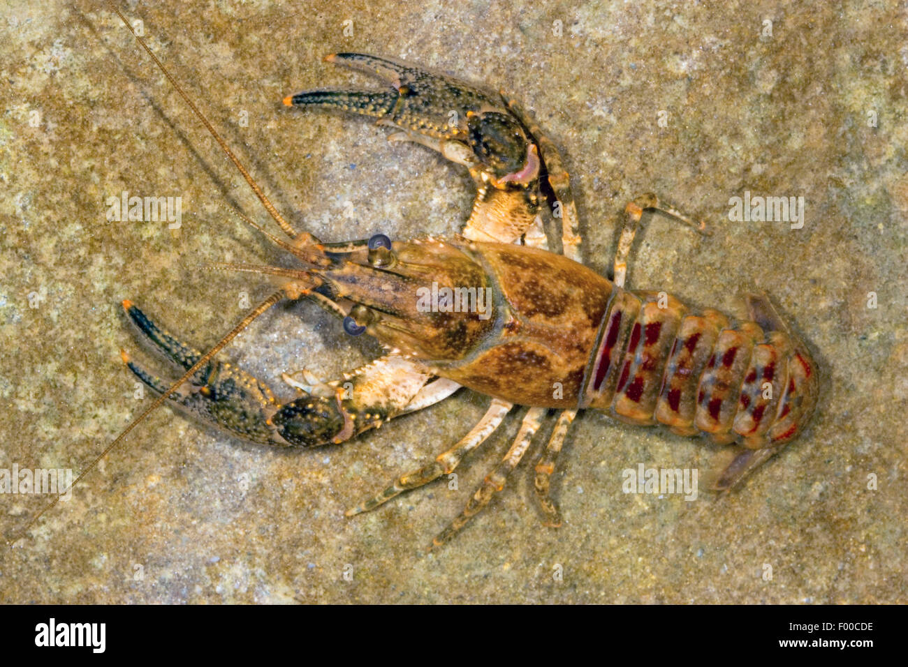 Spinycheek crayfish, American crayfish, American river crayfish ...