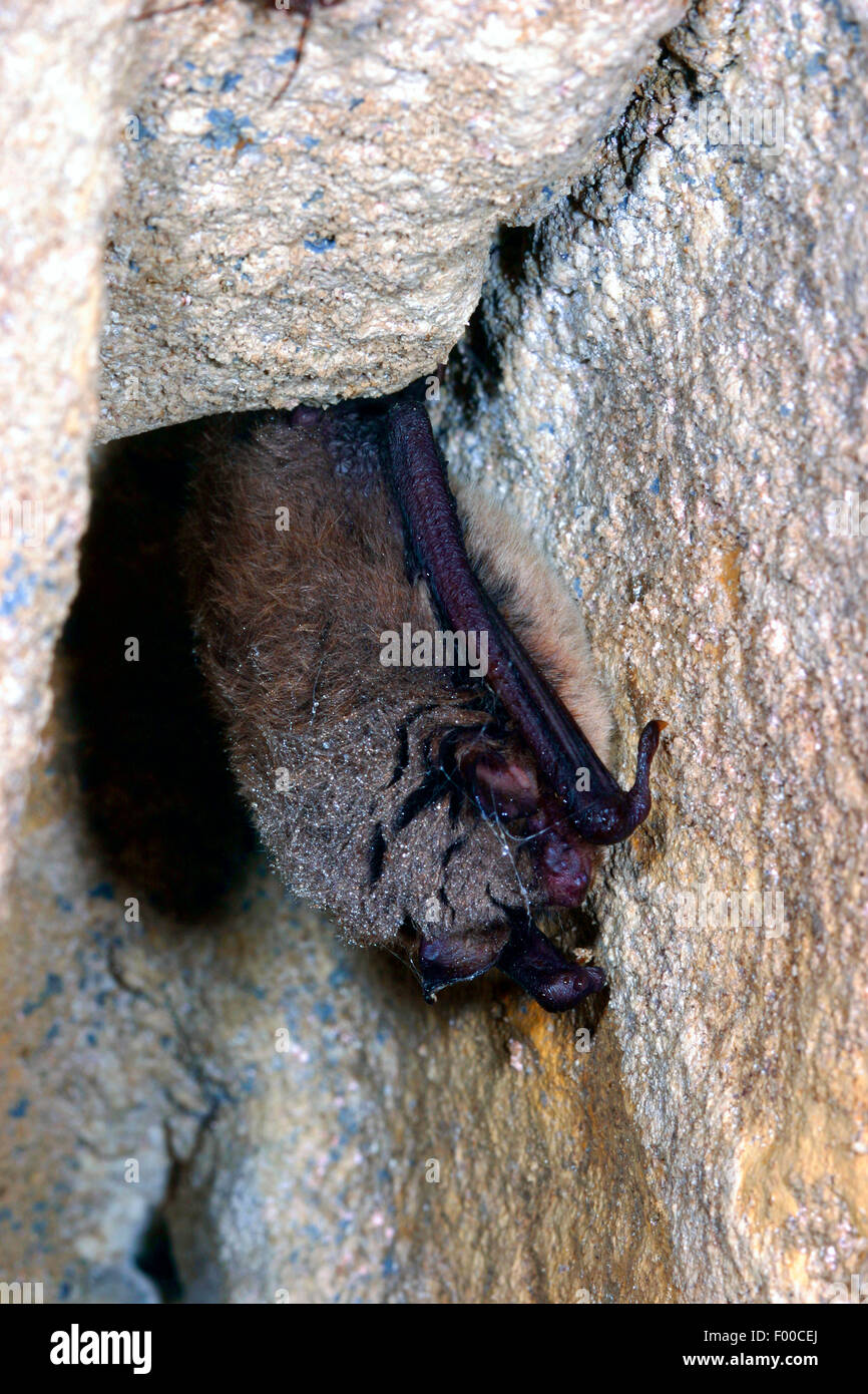 Whiskered bat (Myotis mystacinus), hanging head first in a rock crevice ...