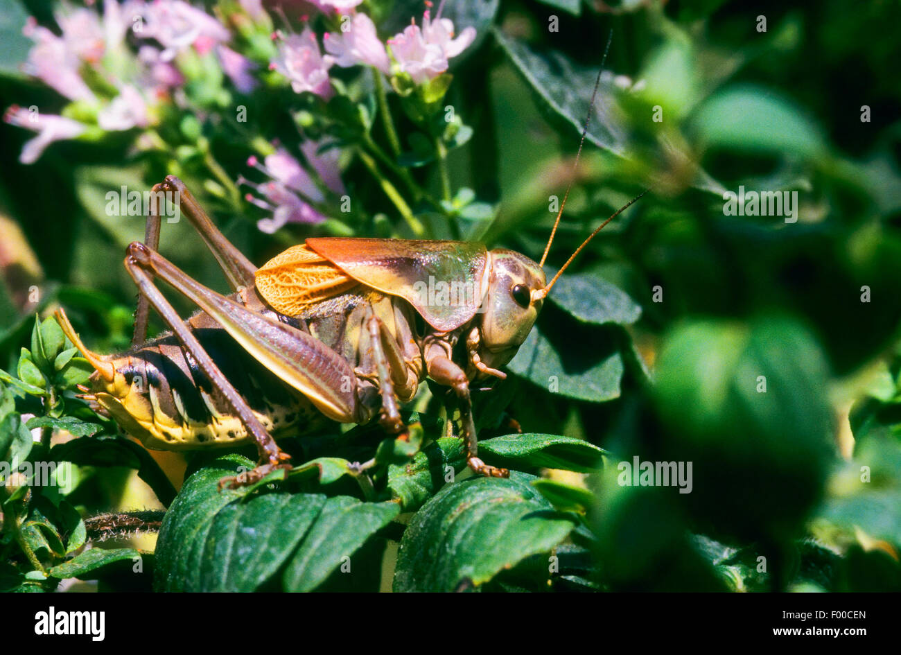 Bush cricket (Psorodonotus illyricus, Psorodonotus fieberi), male Stock ...