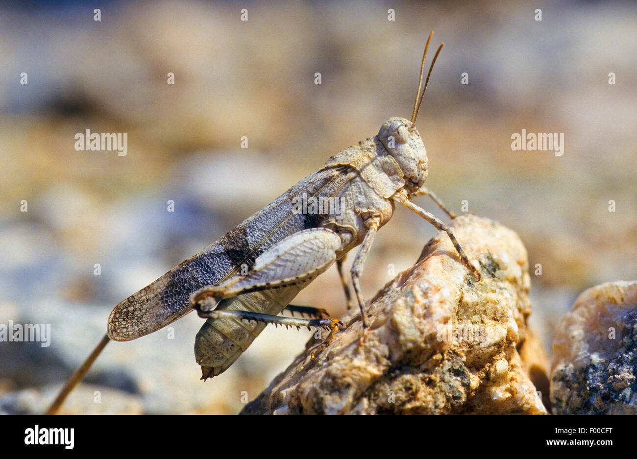 Blue-winged grasshopper (Oedipoda coerulescens, Oedipoda caerulescens ...