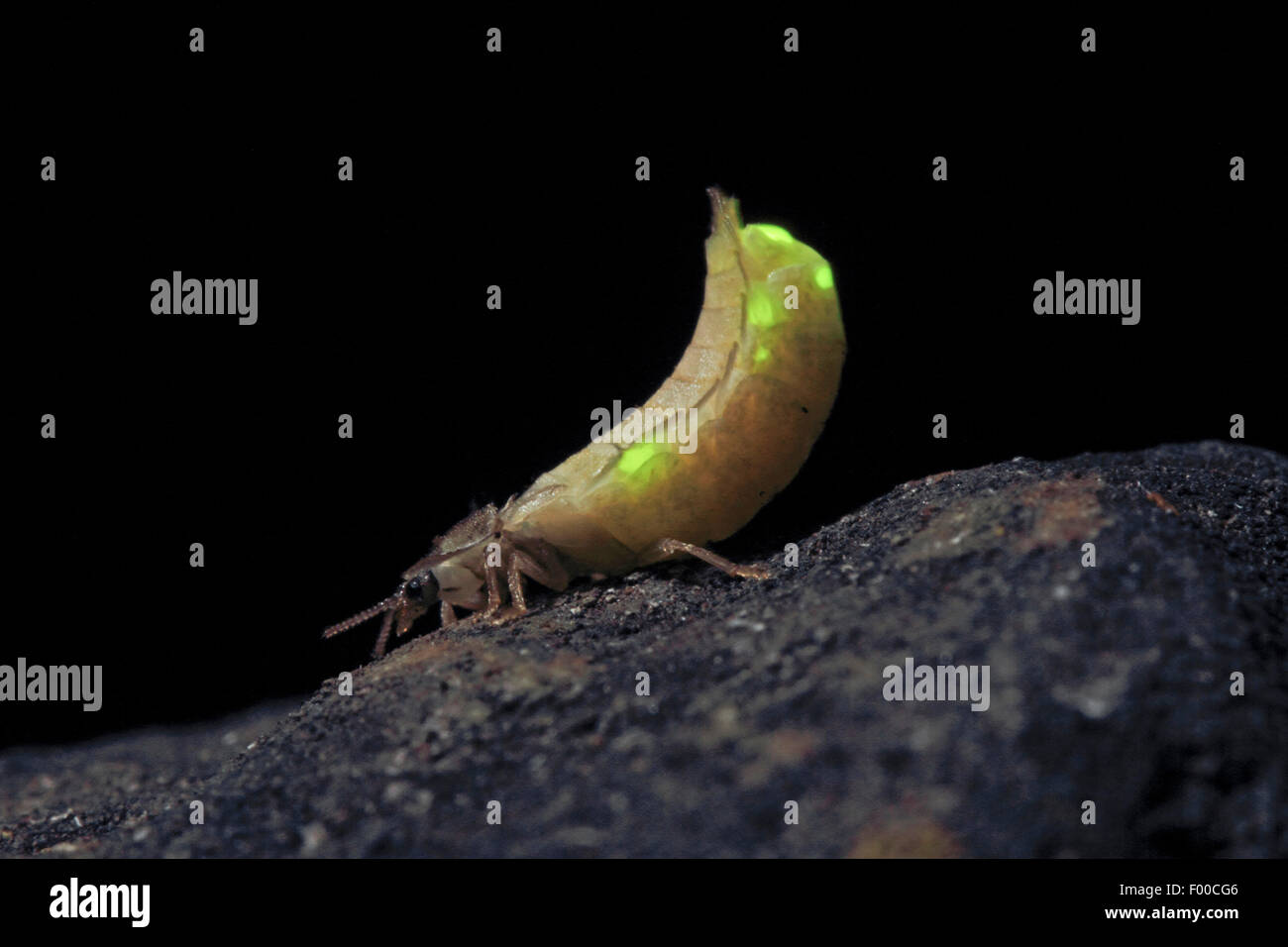 small lightning beetle (Lamprohiza splendidula, Phausis splendidula ...