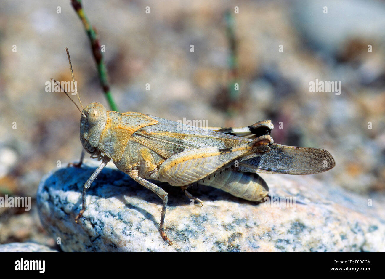 Blue-winged grasshopper (Oedipoda coerulescens, Oedipoda caerulescens ...