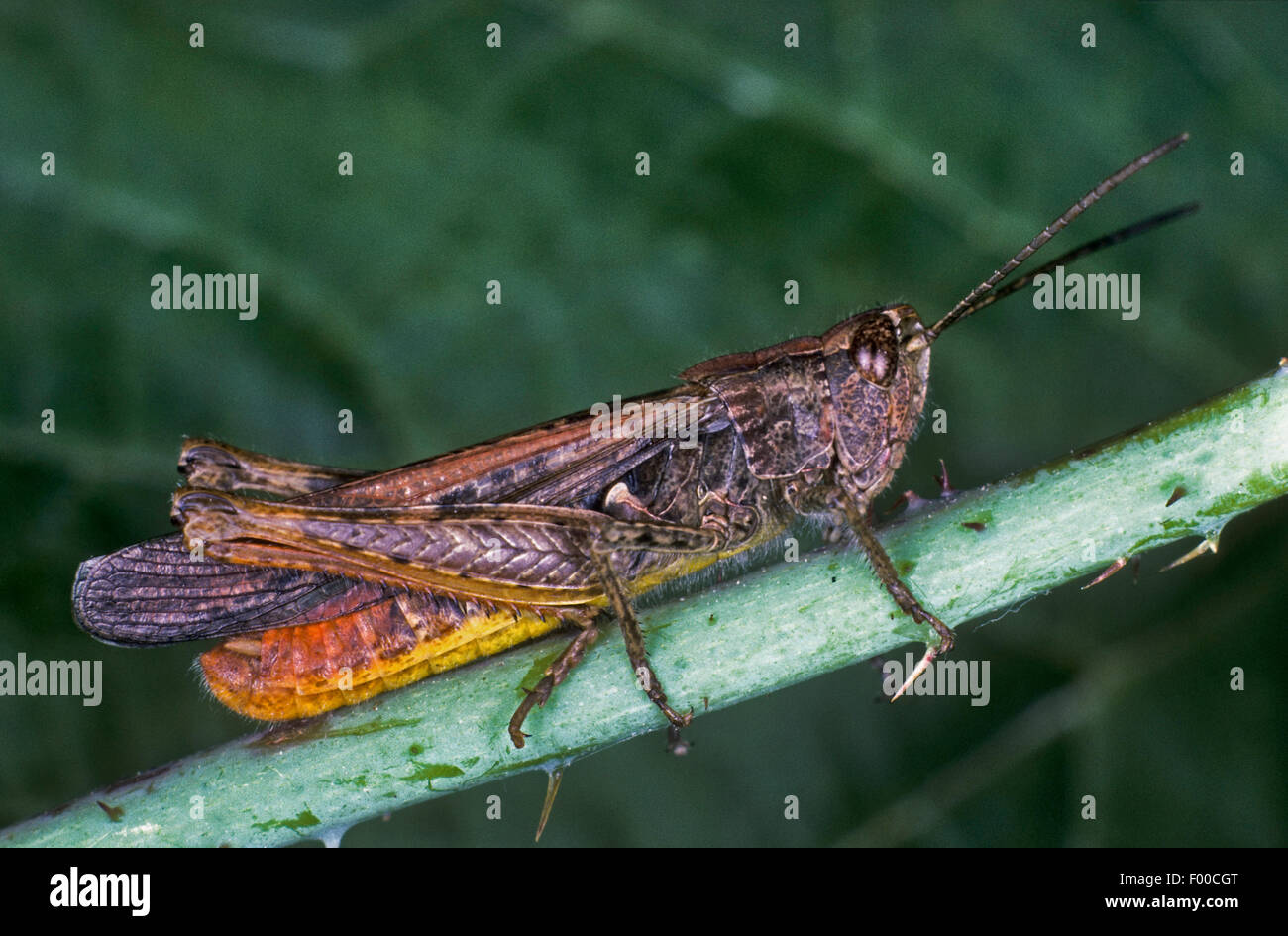 Field grasshopper, Common field grasshopper (Chorthippus brunneus ...