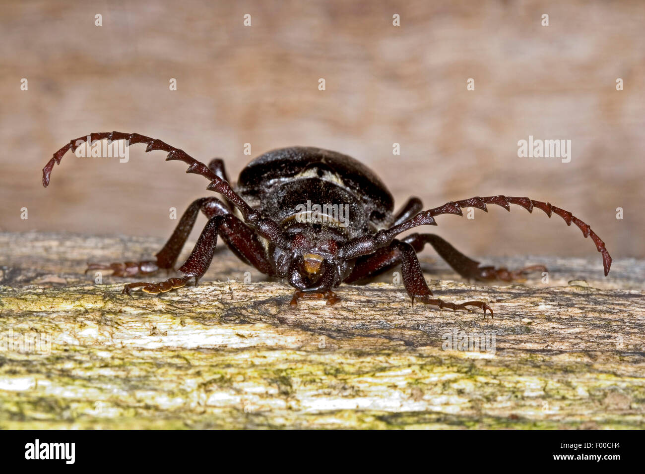 Prionus longhorn beetle, Greater British longhorn, The tanner, The ...