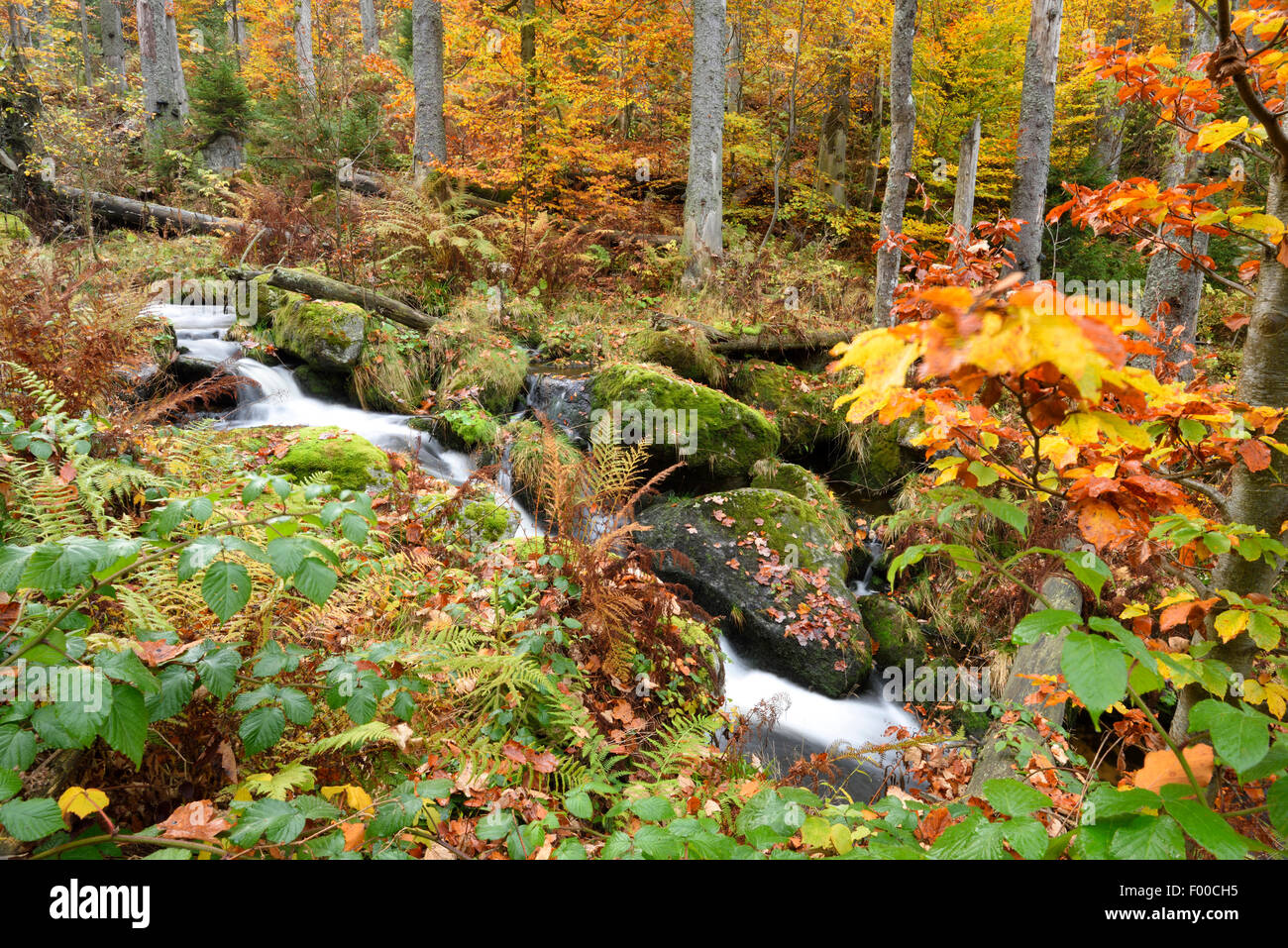 Scenic stream flowing through hi-res stock photography and images - Alamy