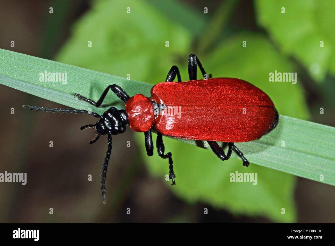 Scarlet fire beetle, Cardinal beetle (Pyrochroa coccinea), on a leaf ...