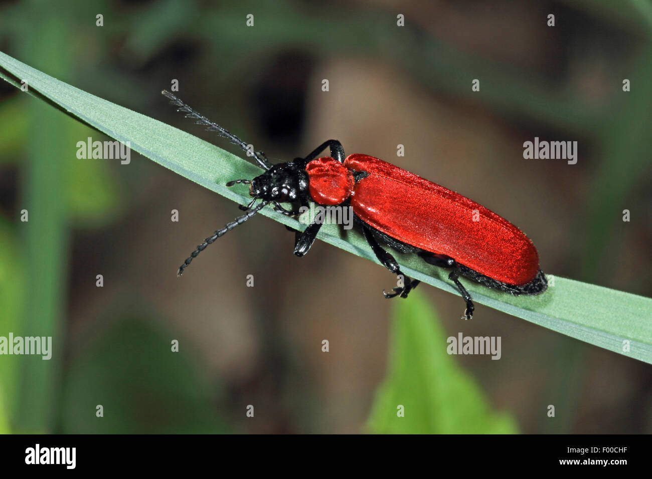 Scarlet fire beetle, Cardinal beetle (Pyrochroa coccinea), on a leaf ...