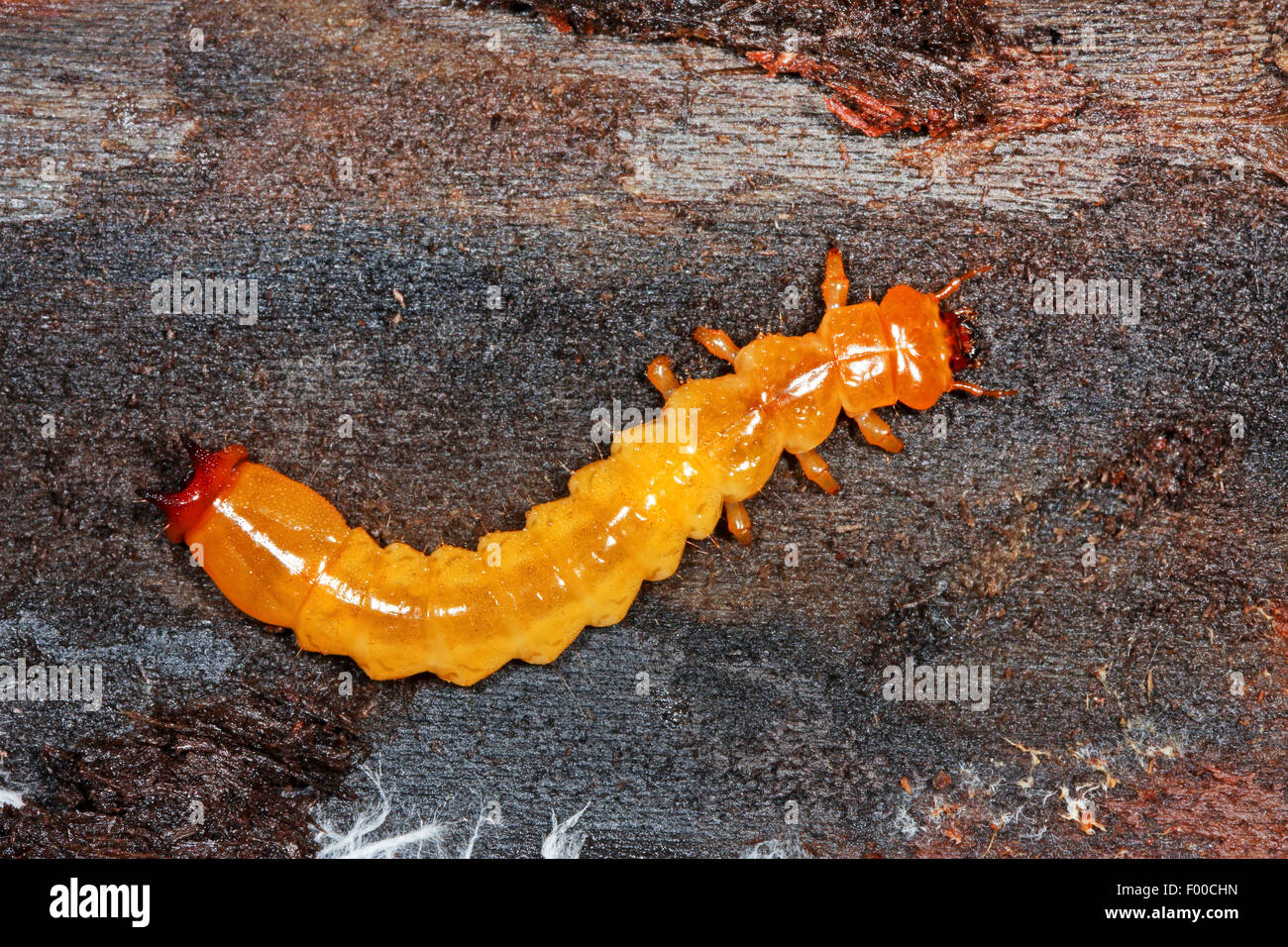 Scarlet fire beetle, Cardinal beetle (Pyrochroa coccinea), larva ...
