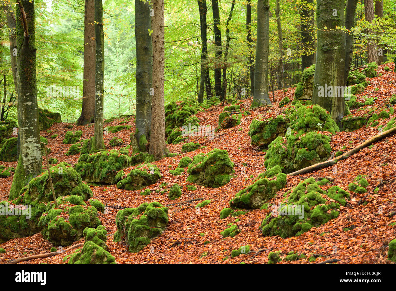 common beech (Fagus sylvatica), mossy rocks in a beech forest in autumn ...