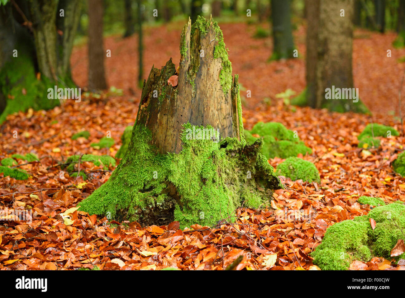 Beech stumps hi-res stock photography and images - Alamy