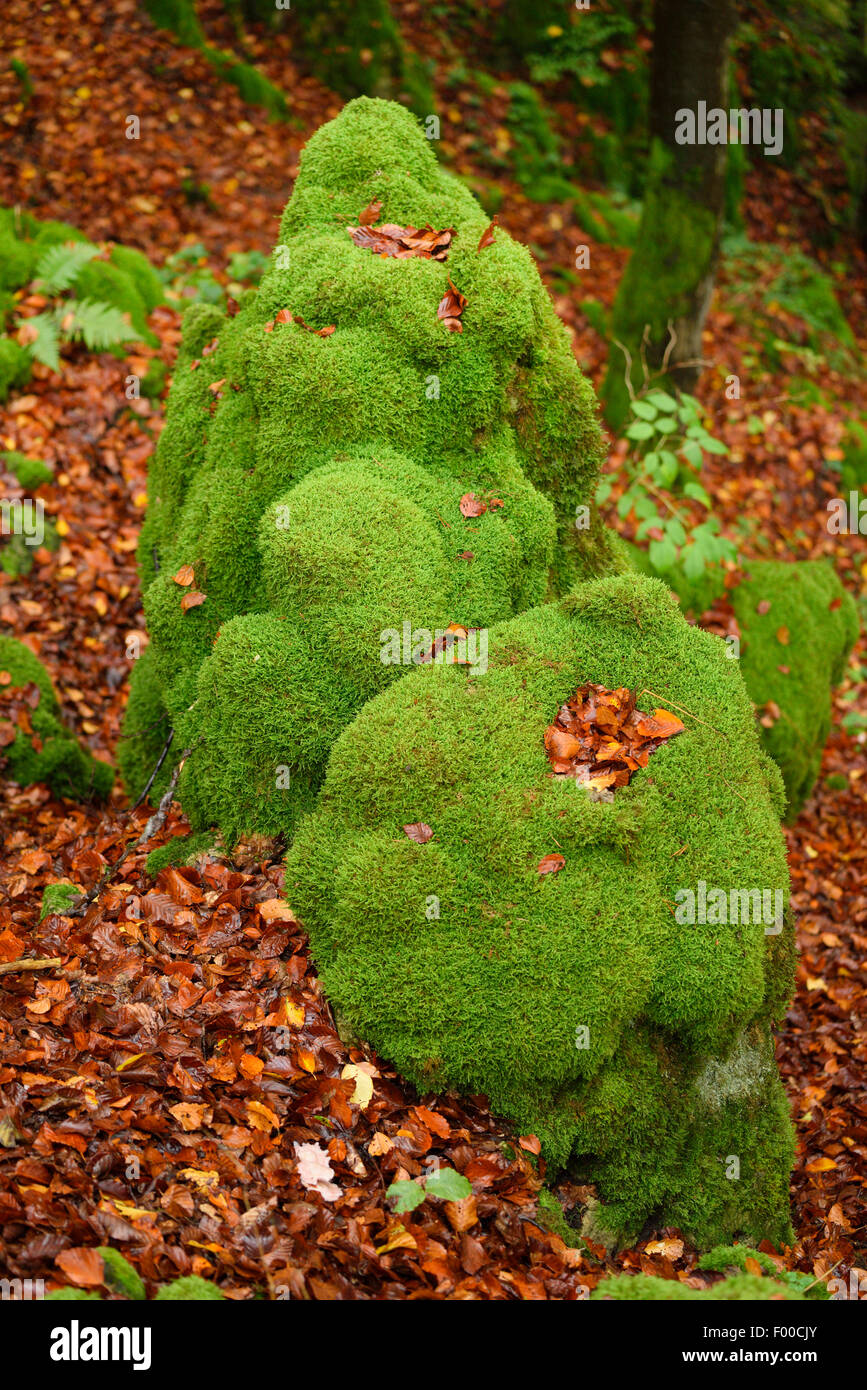 common beech (Fagus sylvatica), mossy rocks in a beech forest in autumn ...