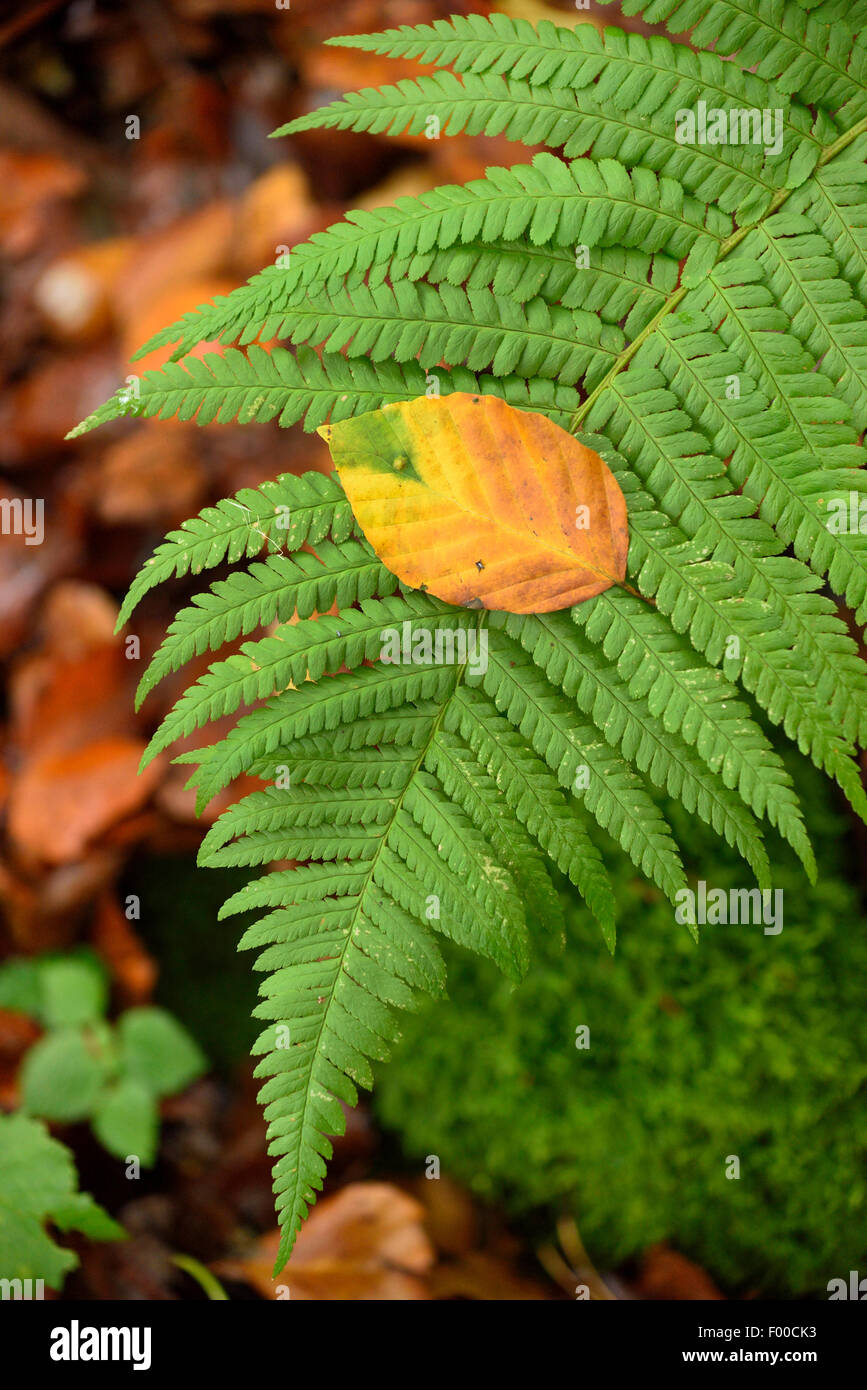 Male fern, Worm fern (Dryopteris filix-mas), autumn beech leaf on a ...