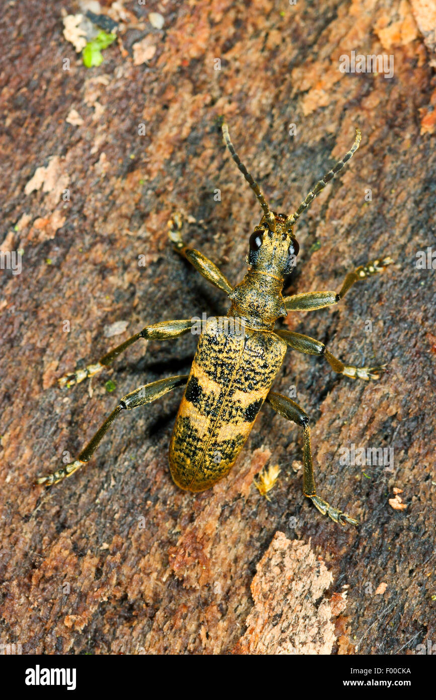 Blackspotted pliers support beetle, Oak longhorn beetle (Rhagium mordax ...