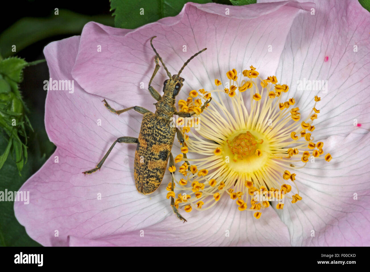 Blackspotted pliers support beetle, Oak longhorn beetle (Rhagium mordax ...