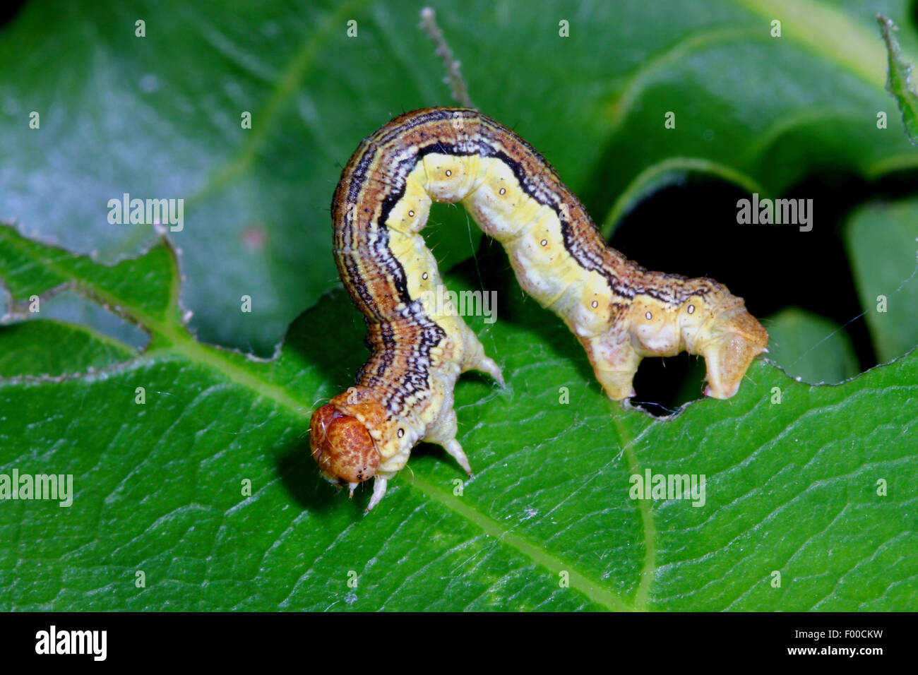 Mottled umber (Erannis defoliaria, Phalaena defoliaria, Hybernia ...