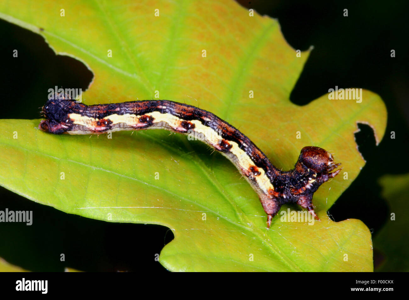 Mottled umber (Erannis defoliaria, Phalaena defoliaria, Hybernia ...