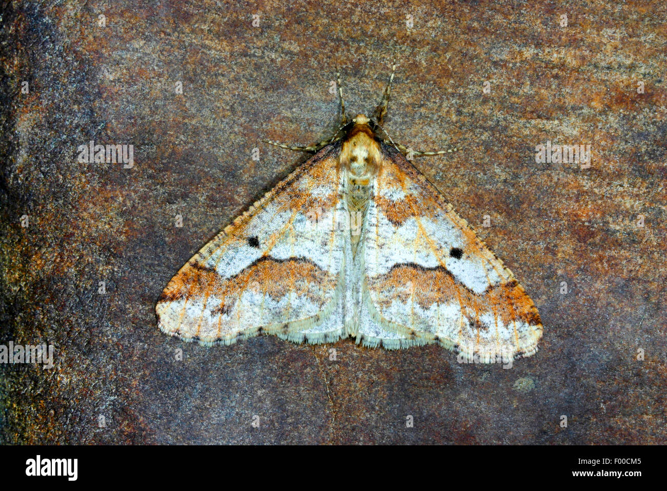 Mottled umber (Erannis defoliaria, Phalaena defoliaria, Hybernia ...