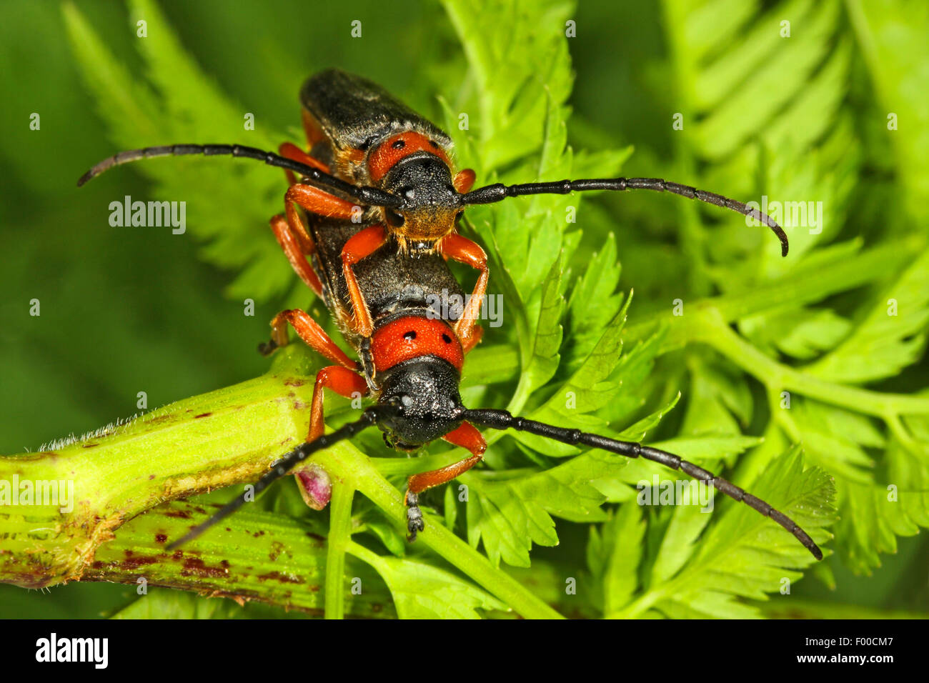 Longhorn beetle (Phytoecia nigripes, Musaria nigripes, Phytoecia ...