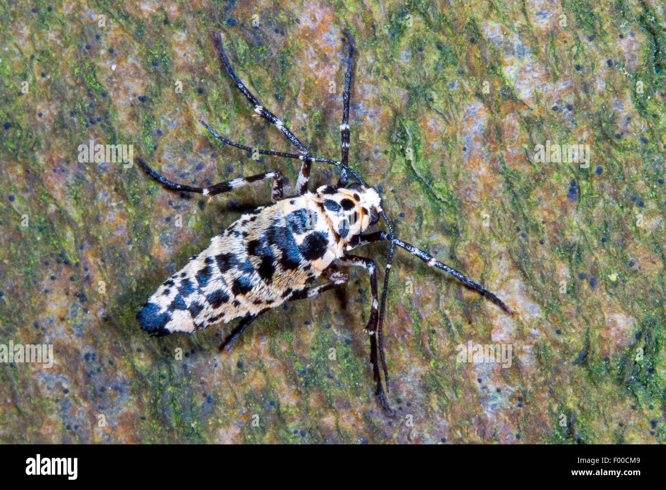 Mottled umber (Erannis defoliaria, Phalaena defoliaria, Hybernia ...
