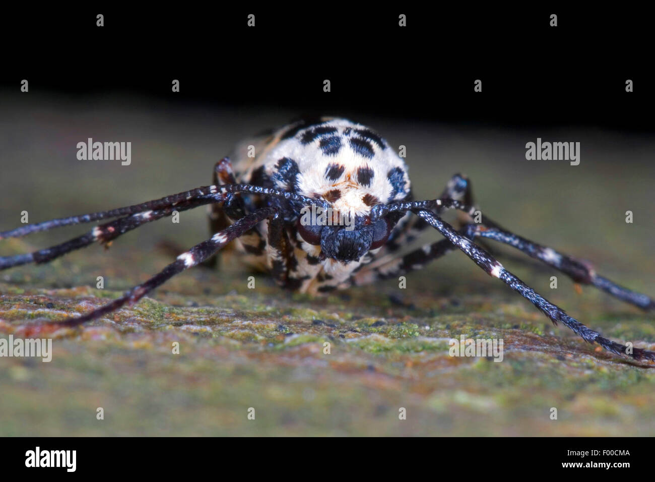 Mottled umber (Erannis defoliaria, Phalaena defoliaria, Hybernia ...