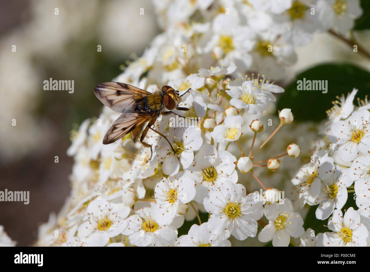 Parasite fly, Tachinid Fly (Ectophasia crassipennis), male visiting a ...
