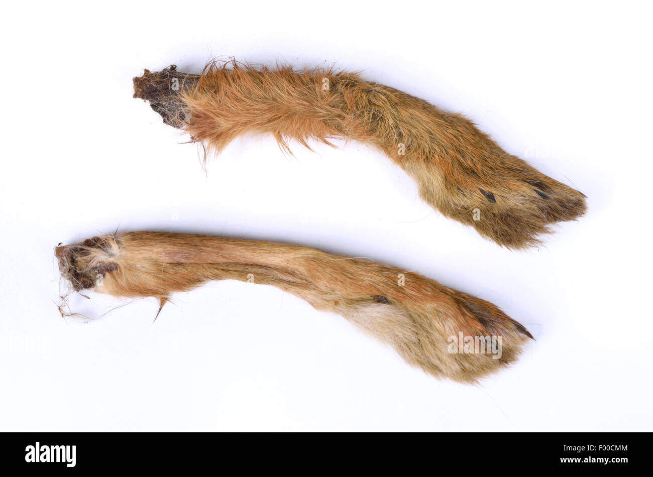 European hare, Brown hare (Lepus europaeus), rabbit's feet, good luck ...