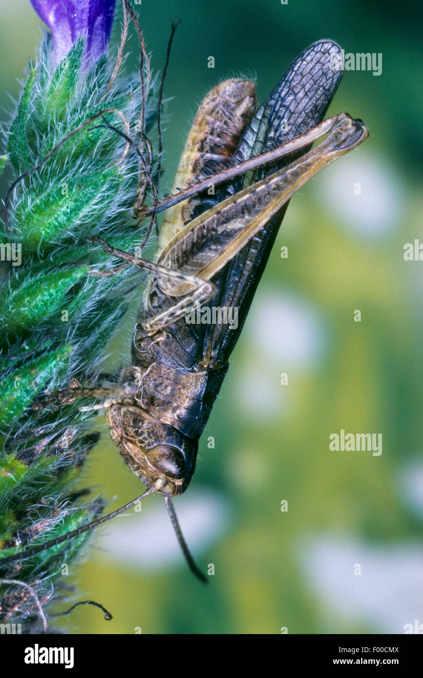 Common green grasshopper (Omocestus viridulus), female, Germany Stock ...