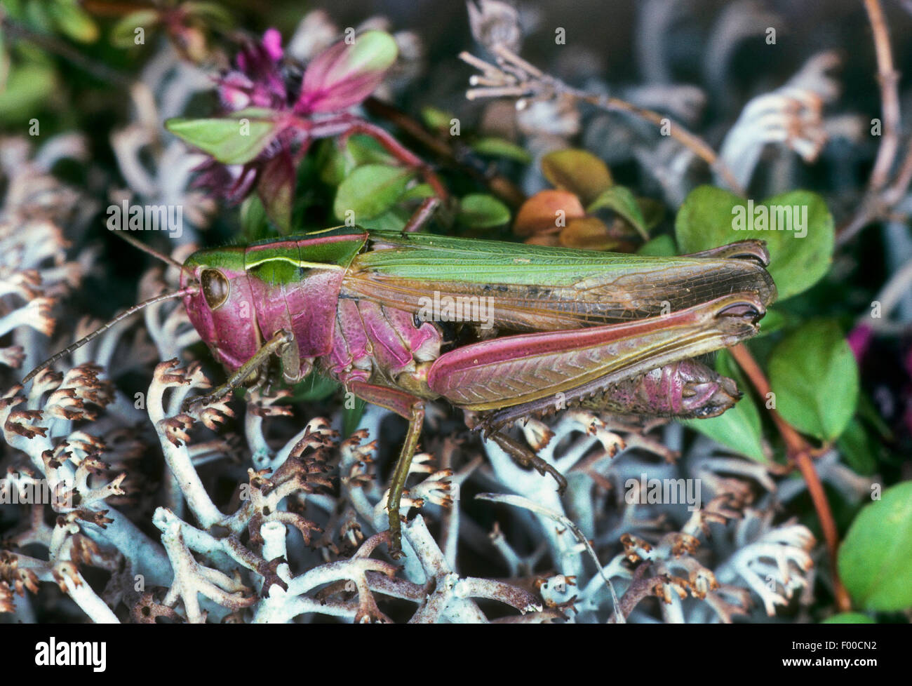 Common green grasshopper (Omocestus viridulus), male, Germany Stock ...