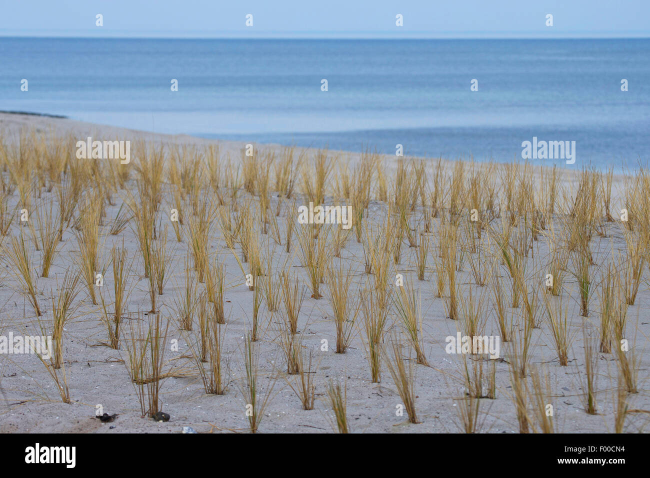 beach grass, European beachgrass, marram grass, psamma, sea sand-reed ...