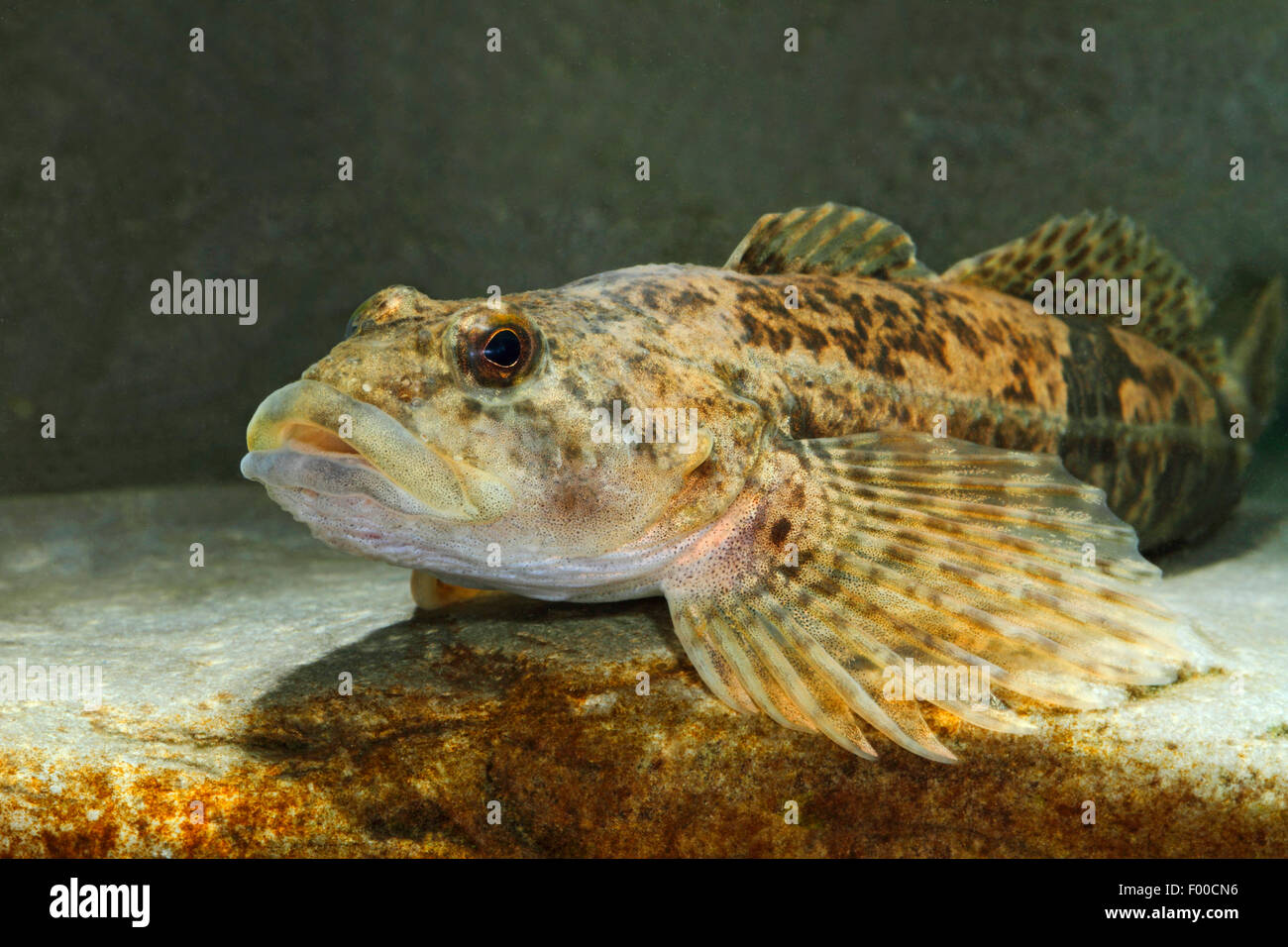 European bullhead fish cottus gobio hi-res stock photography and images ...