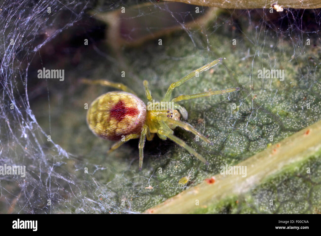 Dictynid spider nigma puella hi-res stock photography and images - Alamy