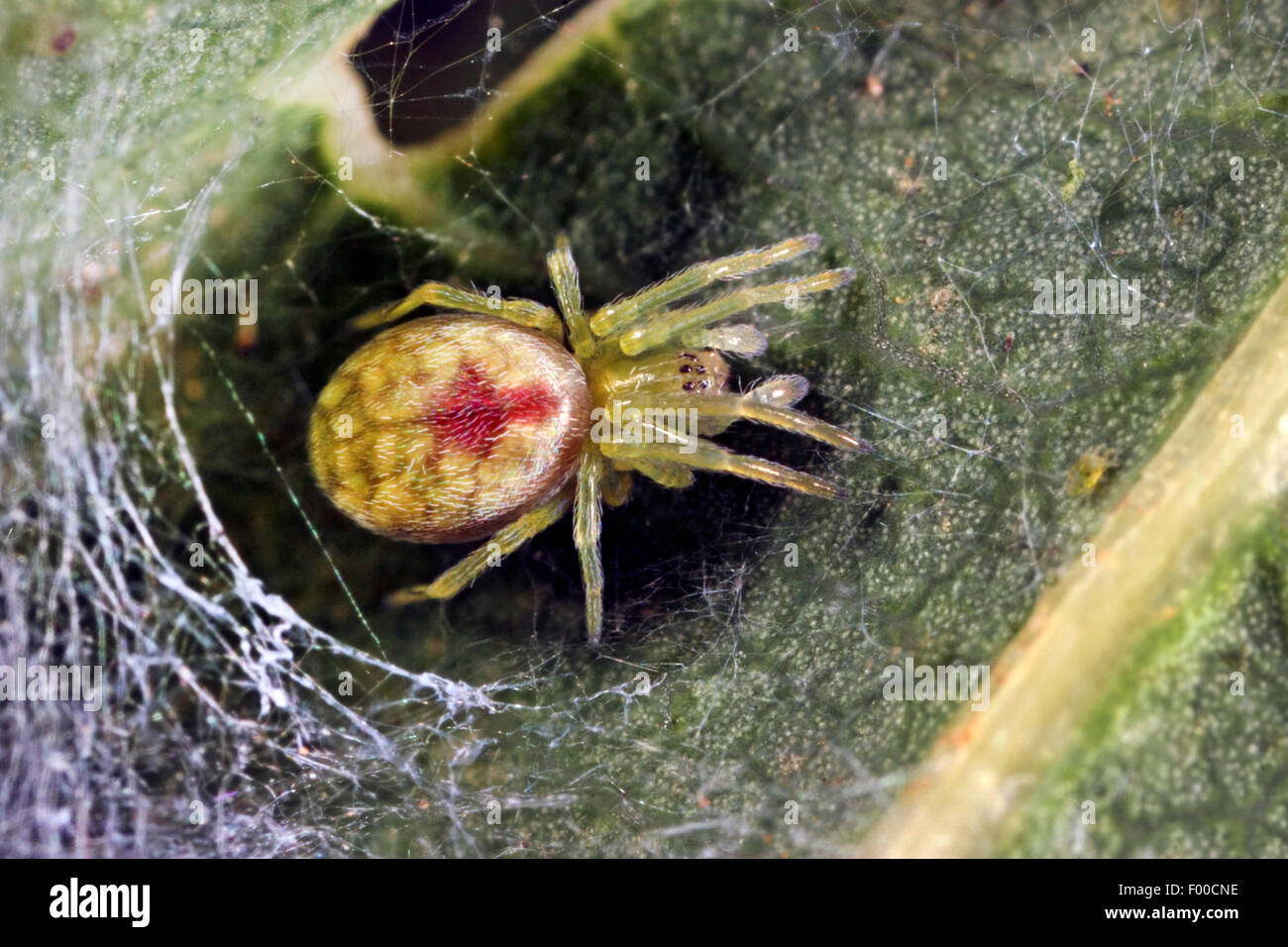 Dictynid spider nigma puella hi-res stock photography and images - Alamy