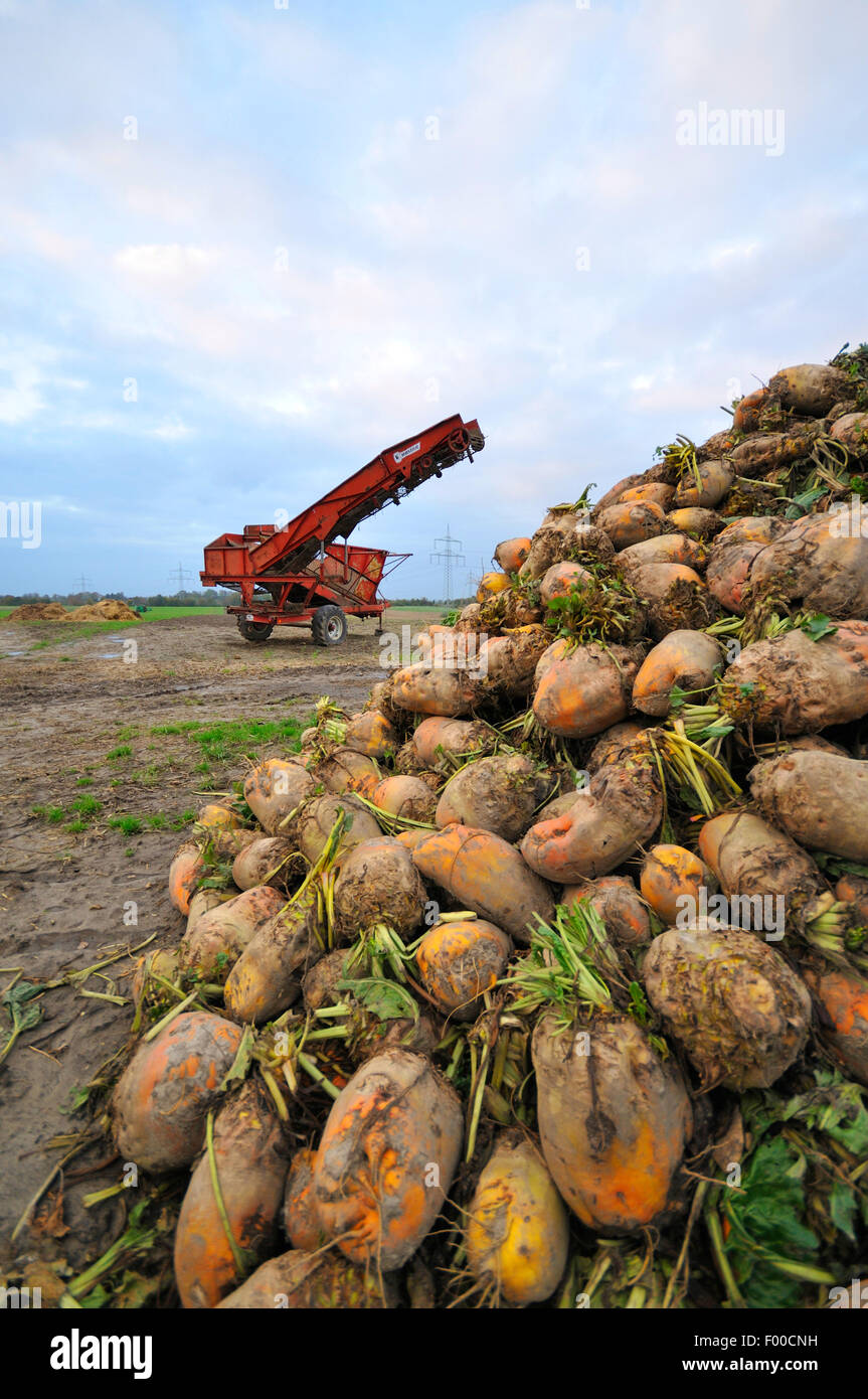root beet (Beta vulgaris), a heap of harvested beets on a field Stock ...