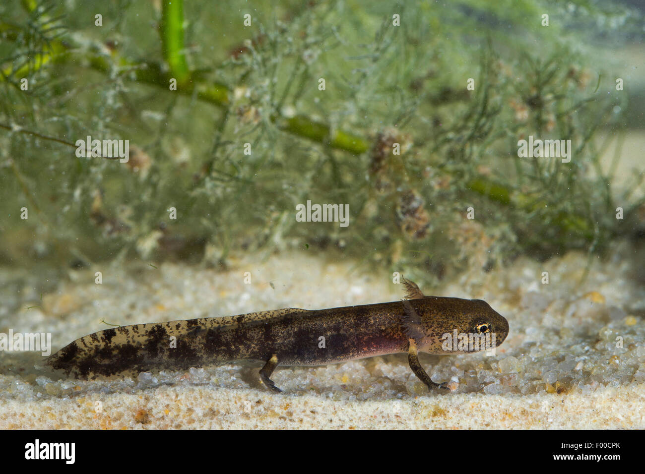 European fire salamander (Salamandra salamandra), larva with exterior ...